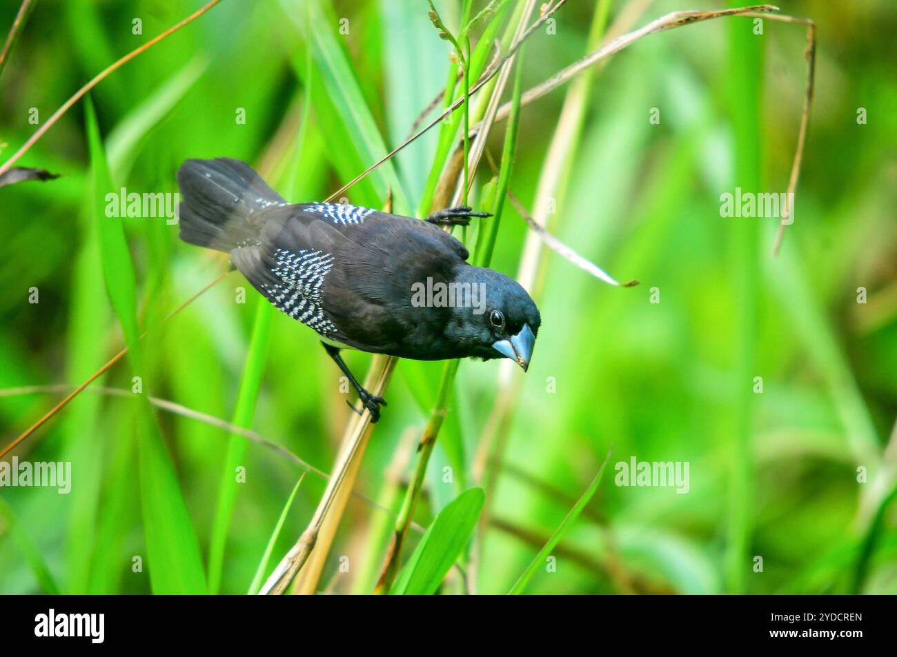 BLACK- AND- WHITE MANNIKIN - Lonchura bicolor (Red-backed manikin) in ...