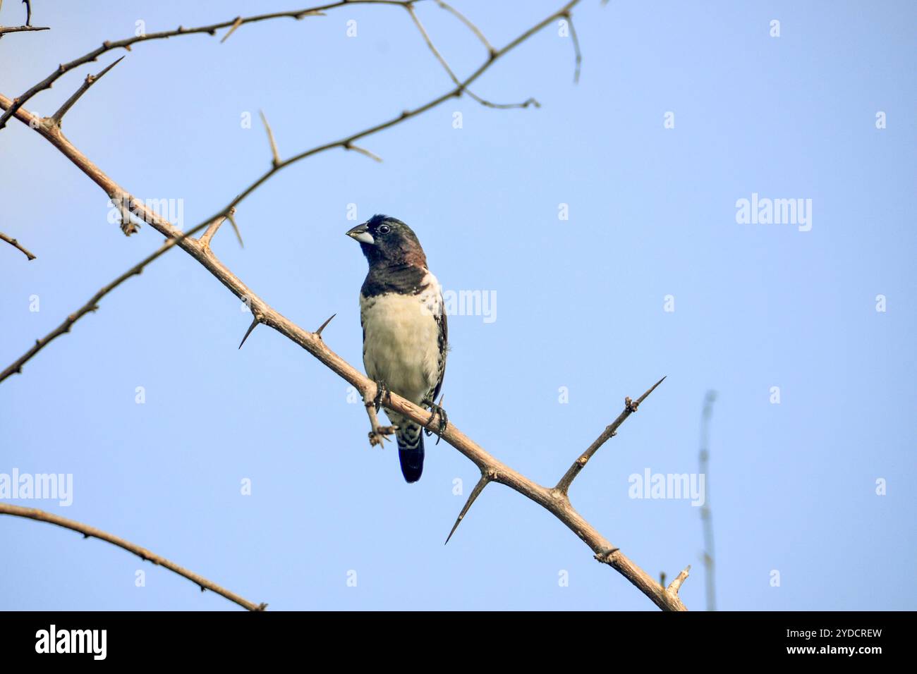 BLACK- AND- WHITE MANNIKIN - Lonchura bicolor (Red-backed manikin) in ...