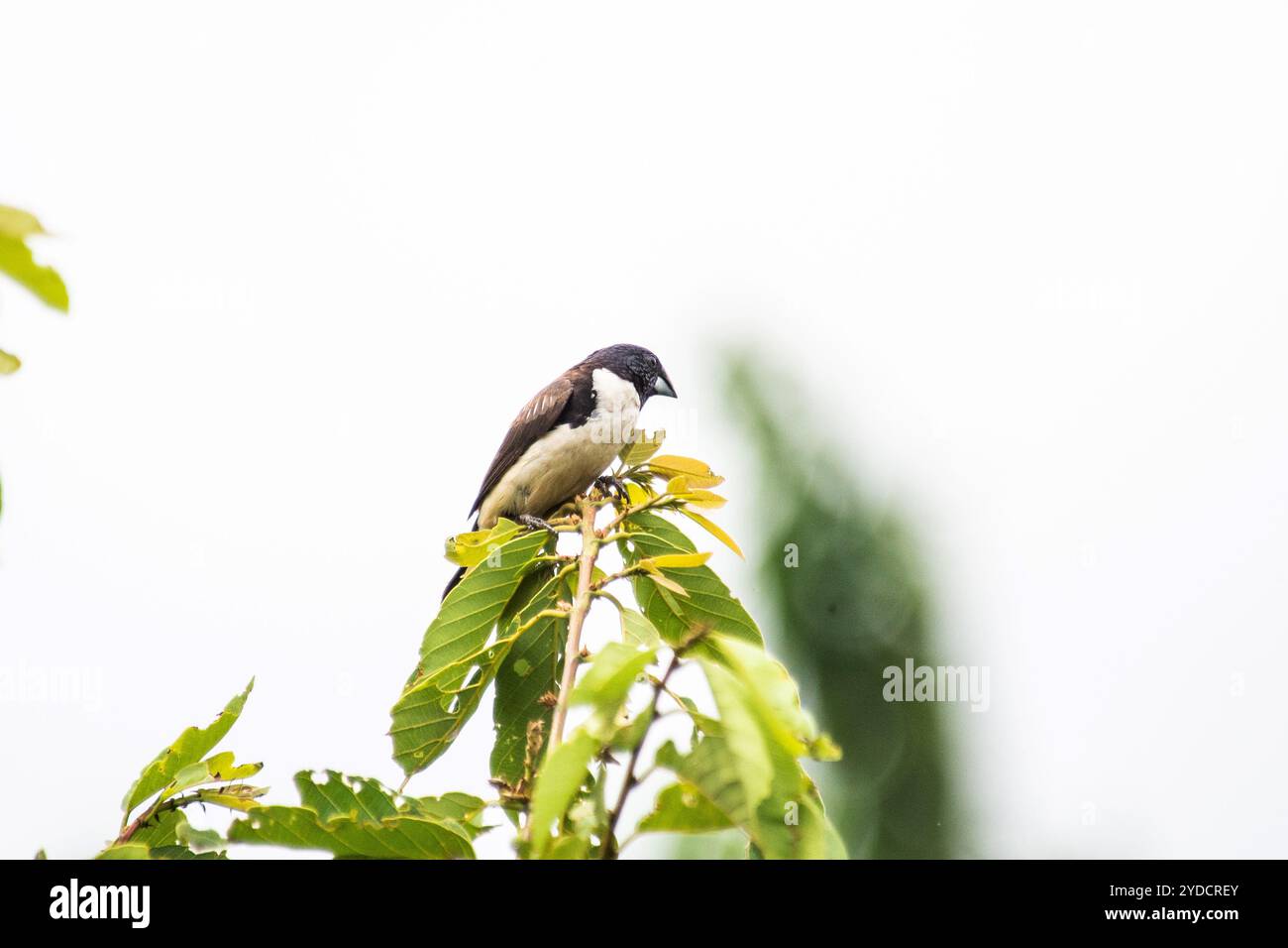 BLACK- AND- WHITE MANNIKIN - Lonchura bicolor (Red-backed manikin) in ...