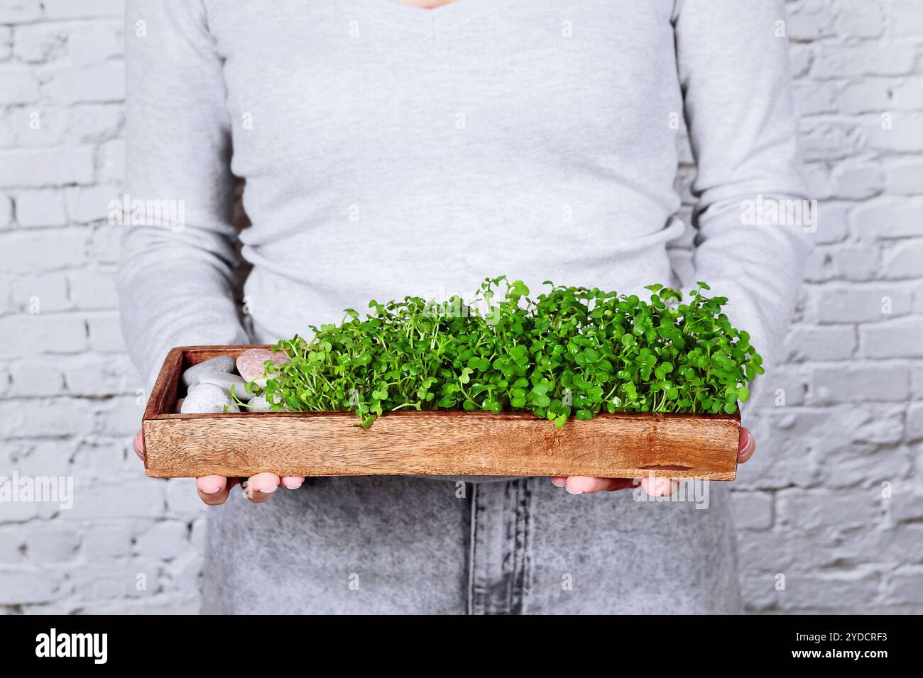 Microgreen in woman hands hi-res stock photography and images - Alamy