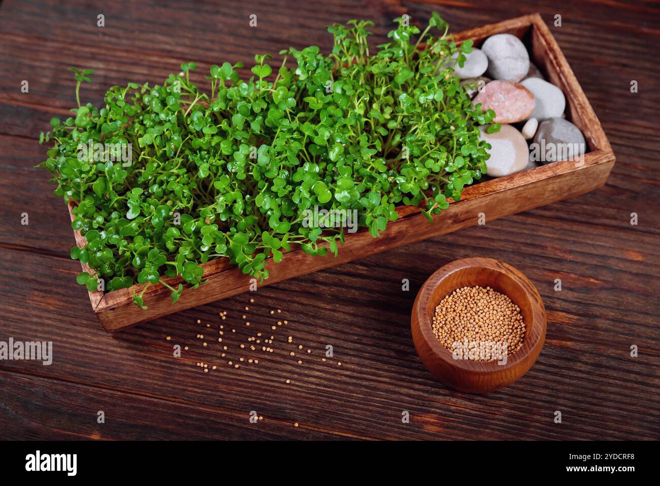 Healthy Mustard Microgreens Stock Photo - Alamy