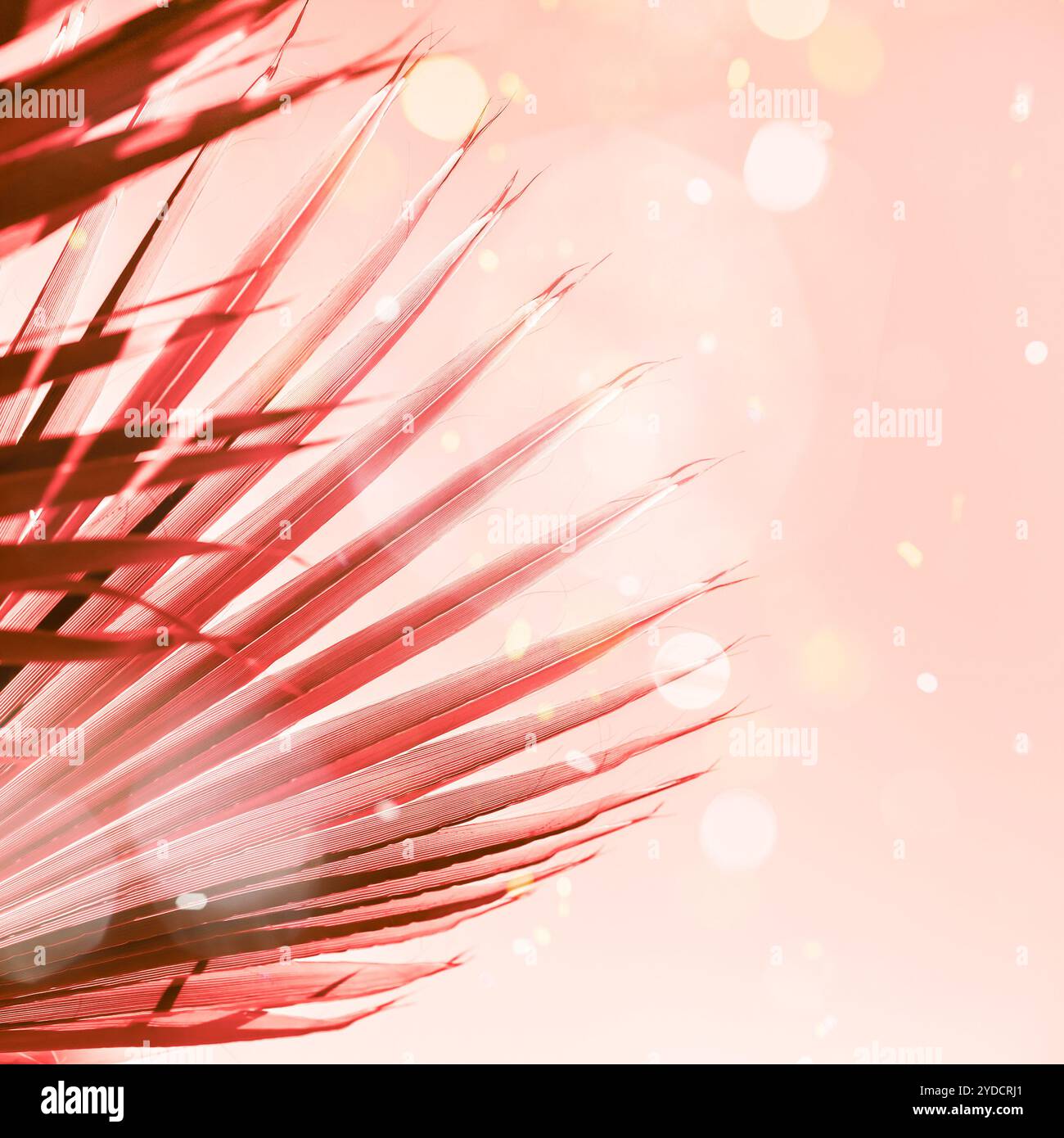 Branches of palm tree toned in coral Stock Photo - Alamy