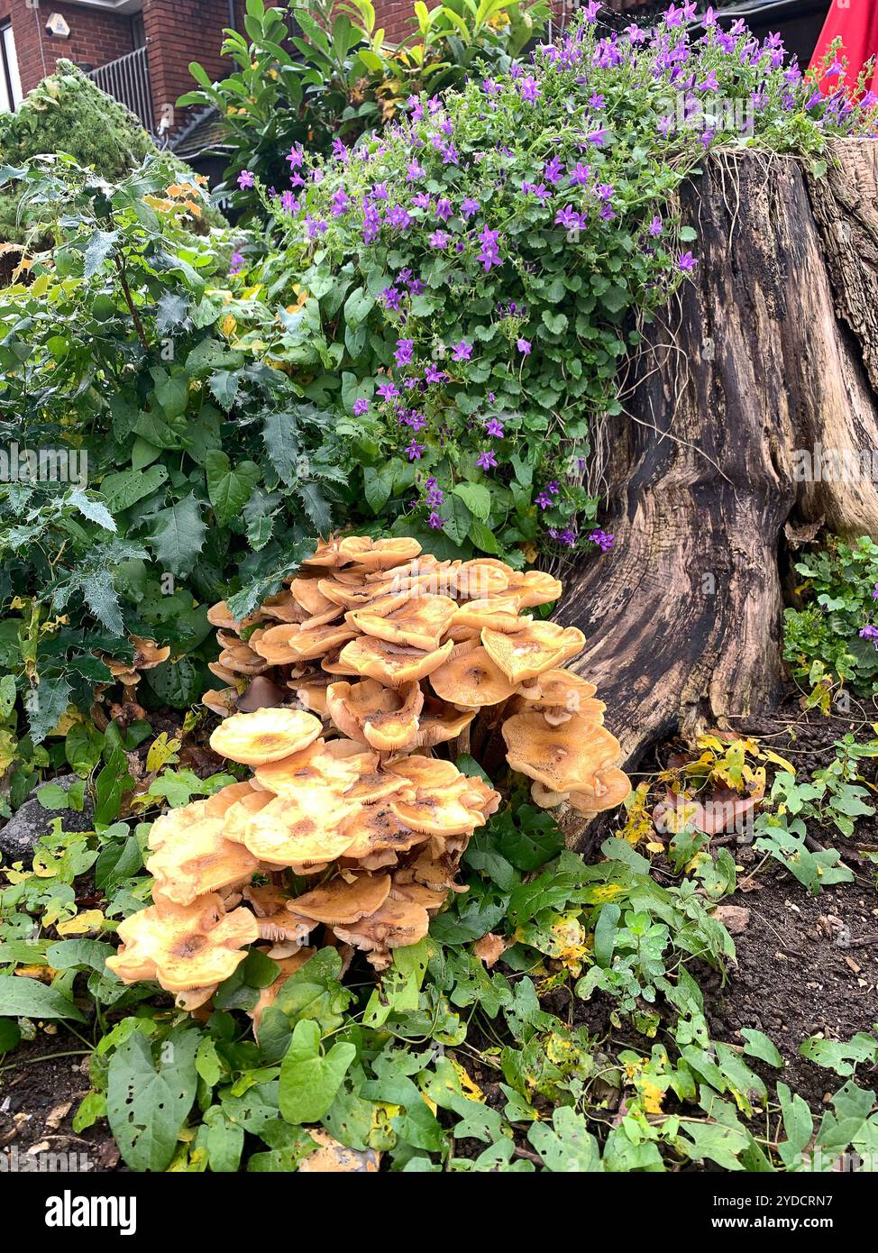 Bourne End, UK. 18th October, 2024. Fungi on the stump of an old tree ...