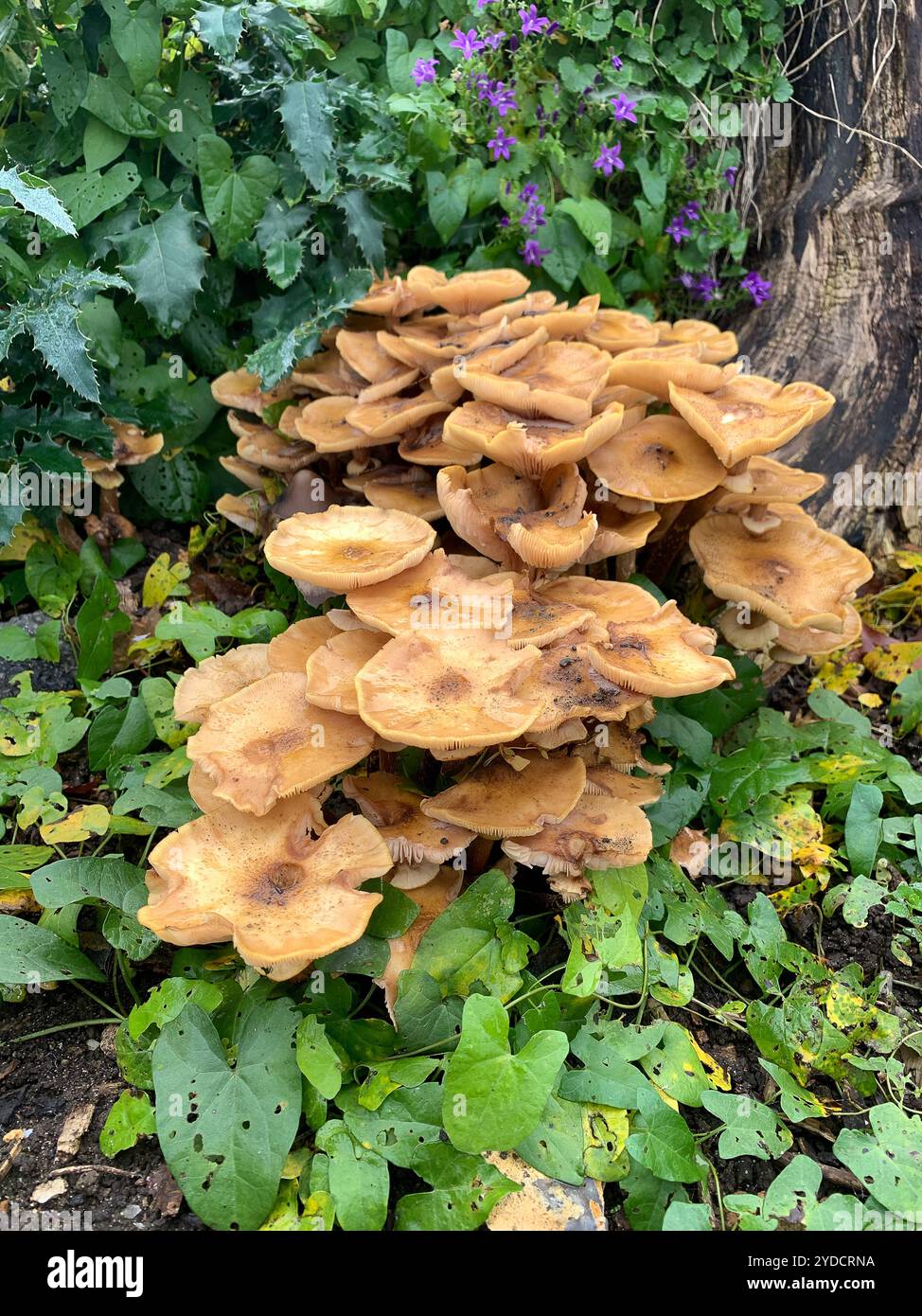 Bourne End, UK. 18th October, 2024. Fungi on the stump of an old tree ...