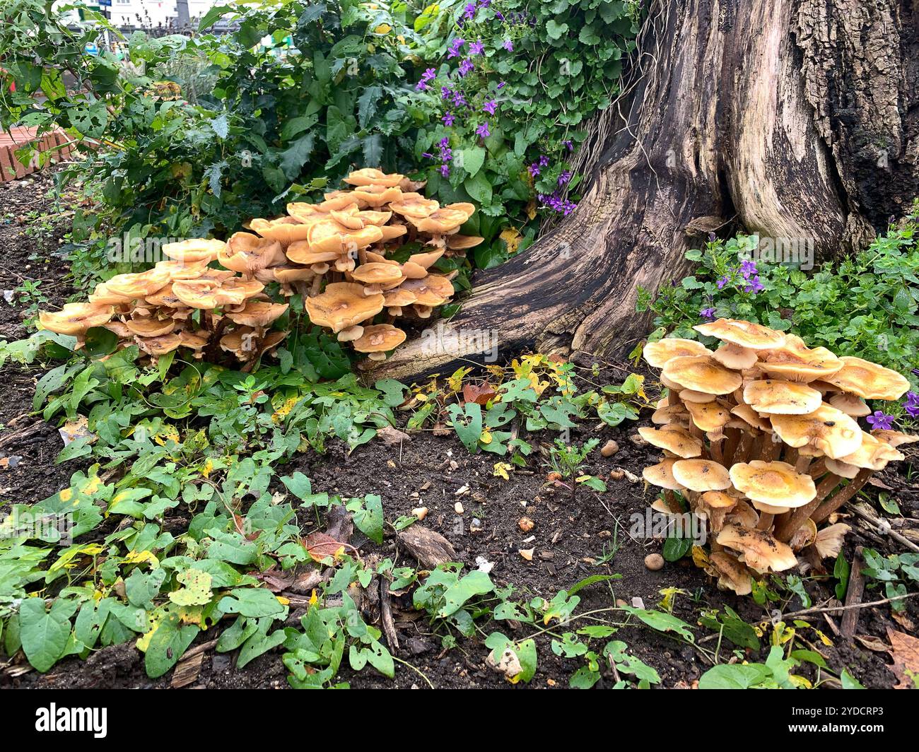 Bourne End, UK. 18th October, 2024. Fungi on the stump of an old tree ...