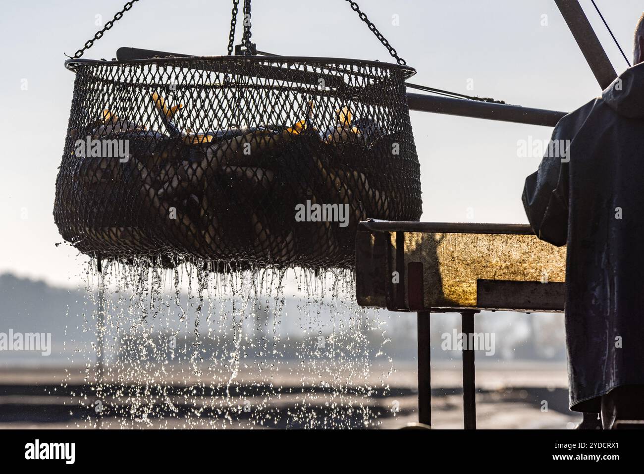 26 October 2024, Brandenburg, Peitz: Fish wriggle in a landing net at ...