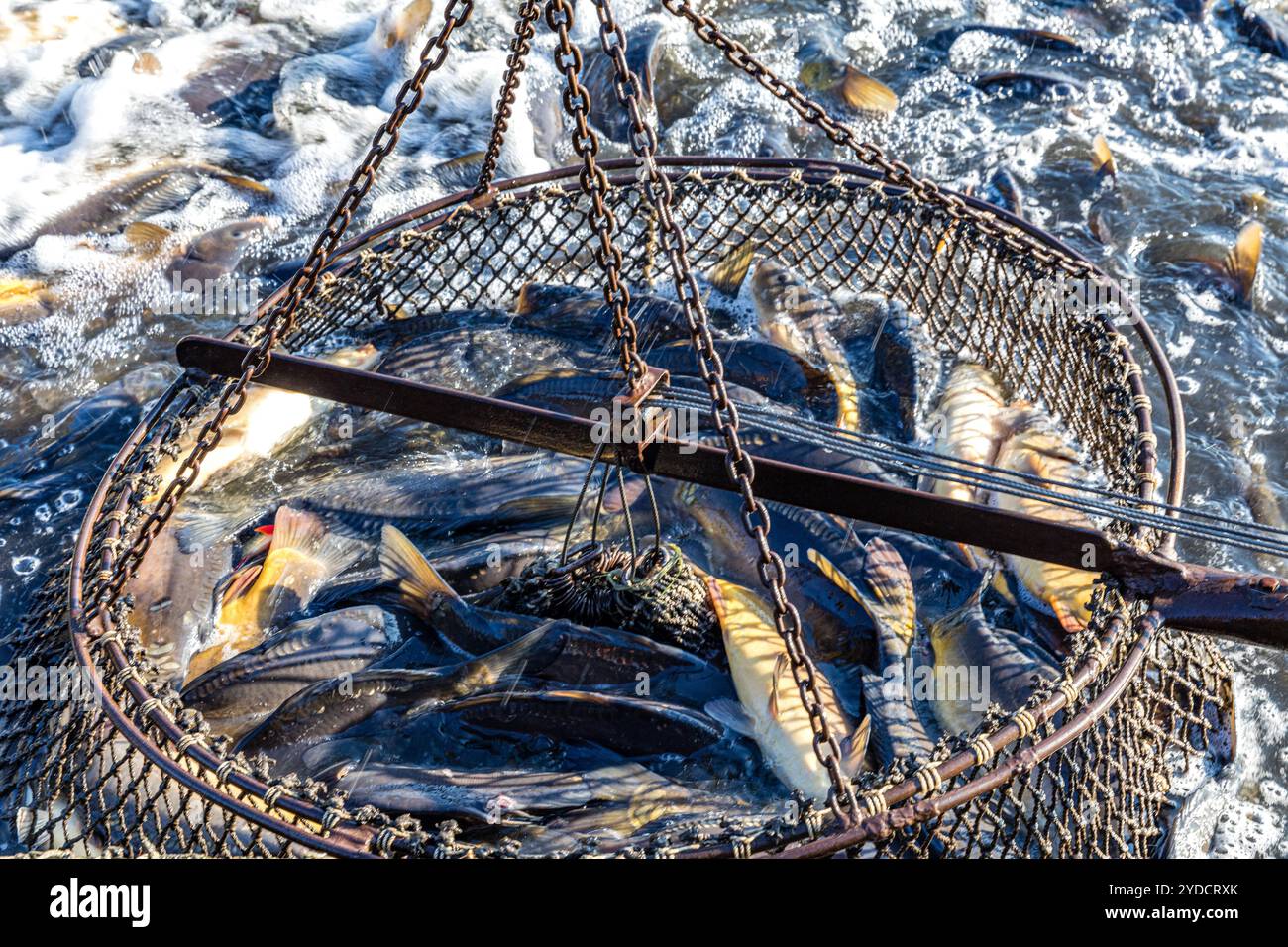 26 October 2024, Brandenburg, Peitz: Fish wriggle in a landing net at ...