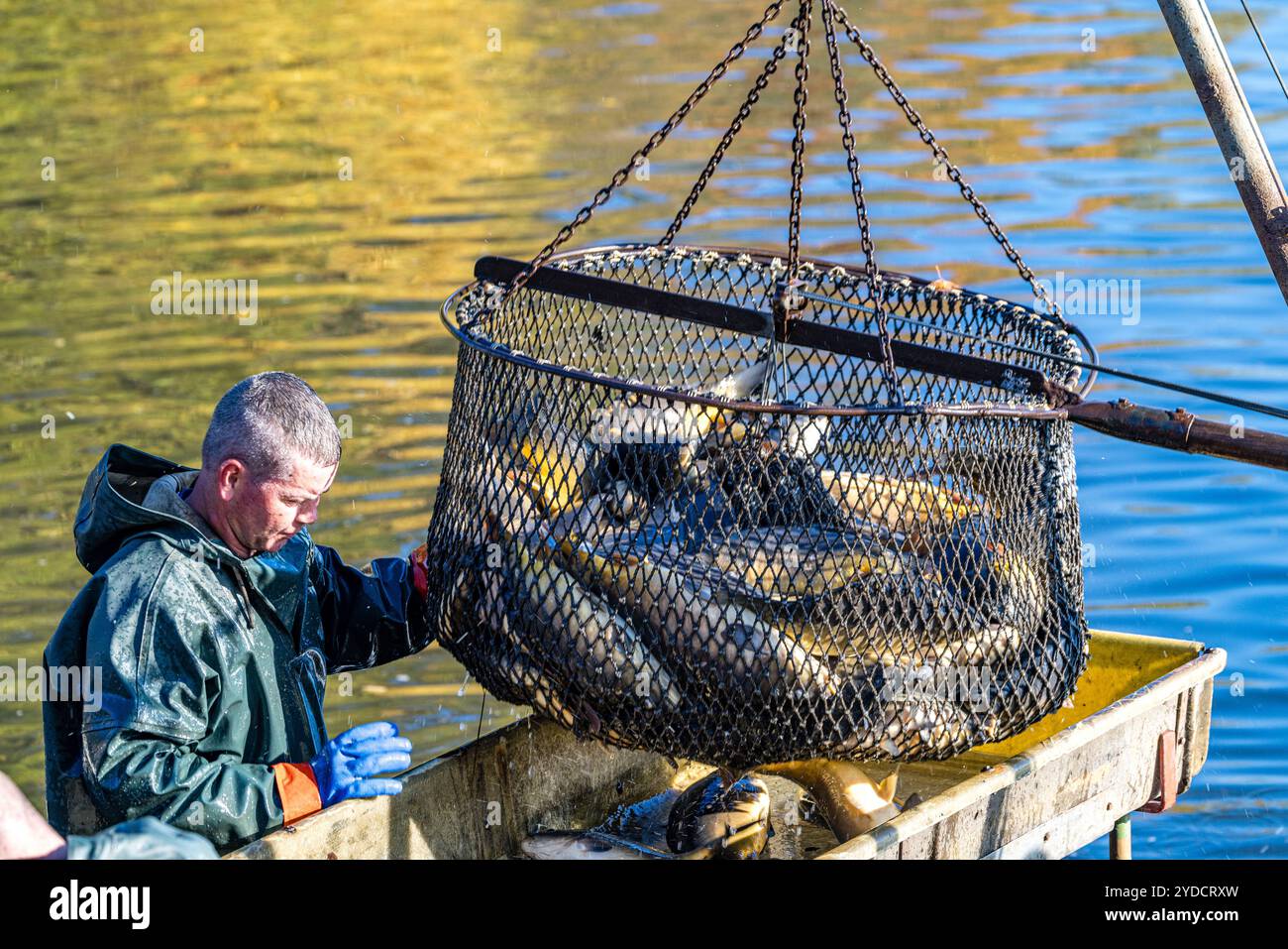 26 October 2024, Brandenburg, Peitz: Fish wriggle in a landing net at ...