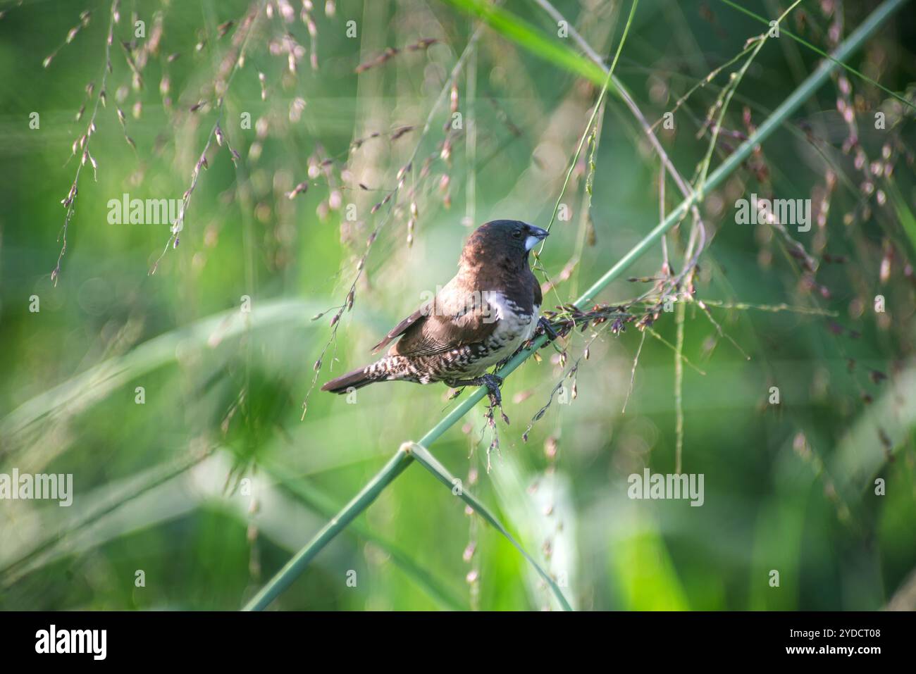 BLACK- AND- WHITE MANNIKIN - Lonchura bicolor (Red-backed manikin) in ...