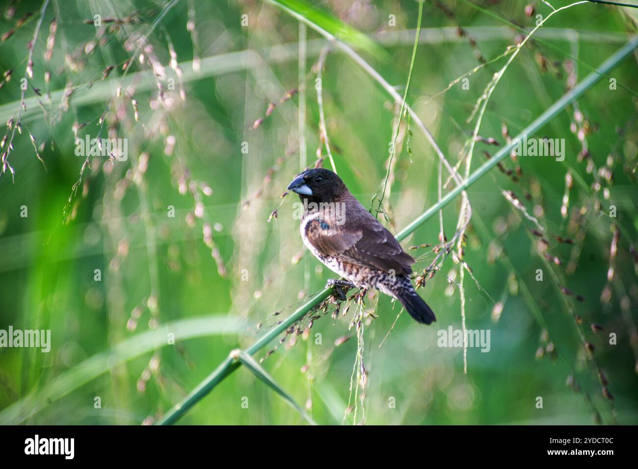 BLACK- AND- WHITE MANNIKIN - Lonchura bicolor (Red-backed manikin) in ...