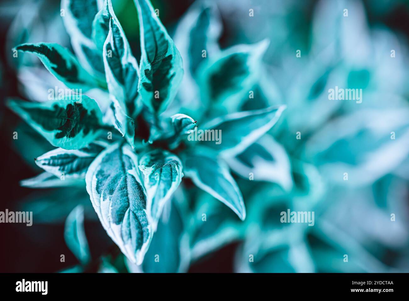 Trendy botanical hi-res stock photography and images - Alamy
