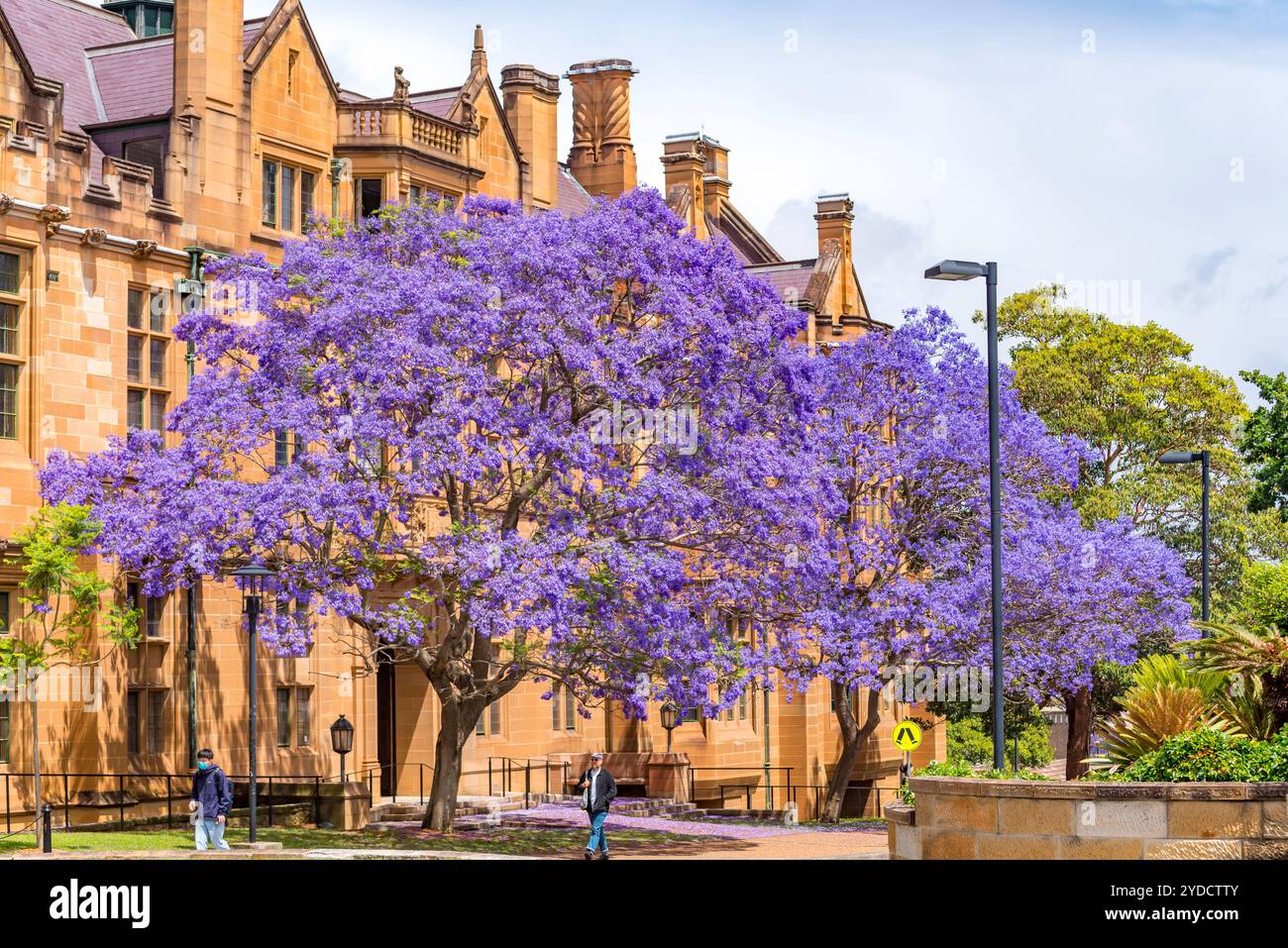 Jacarandas ( jacaranda mimosifolia) blooming at Sydney University in ...