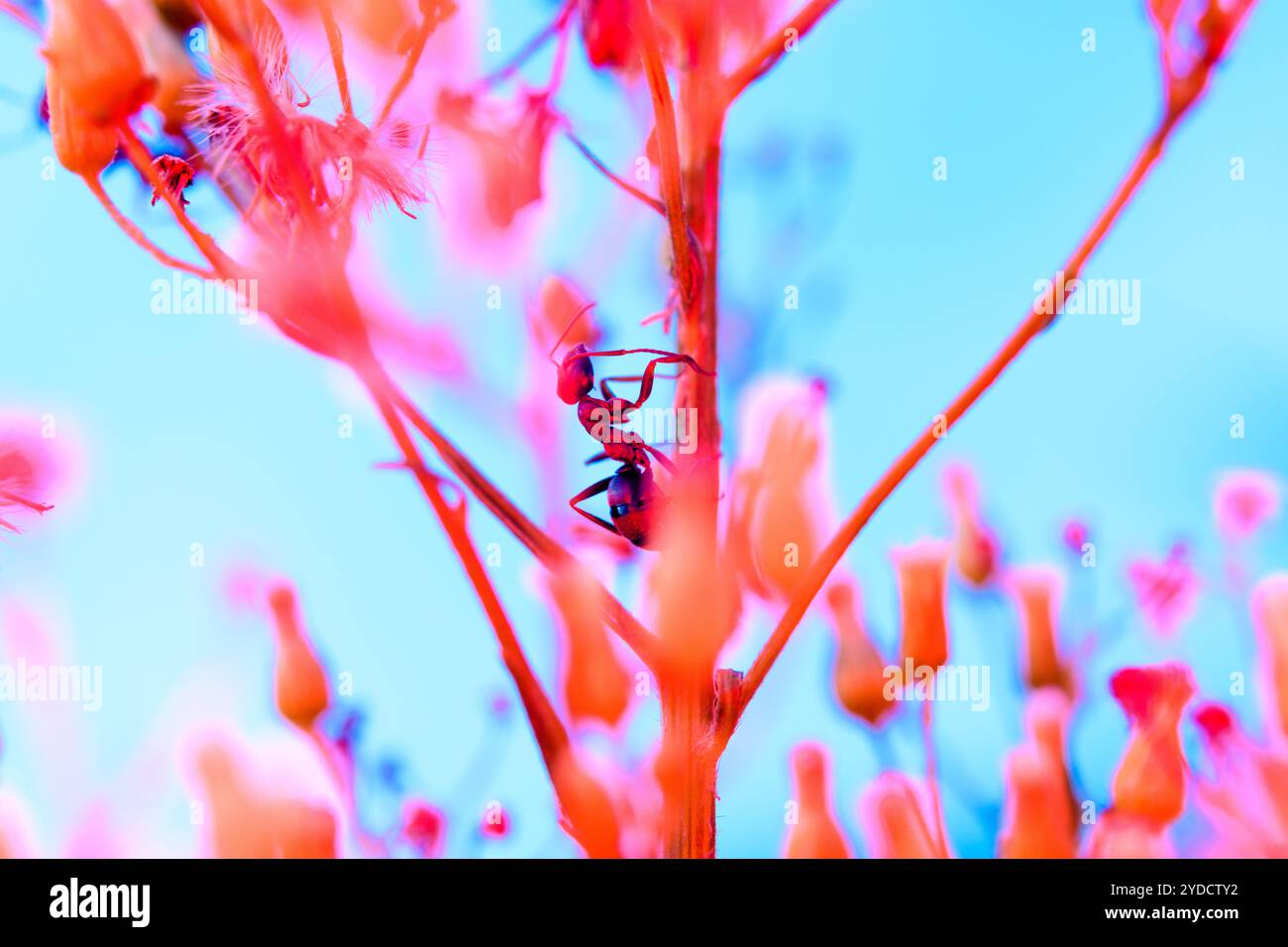 Red ant climbing a plant Stock Photo - Alamy