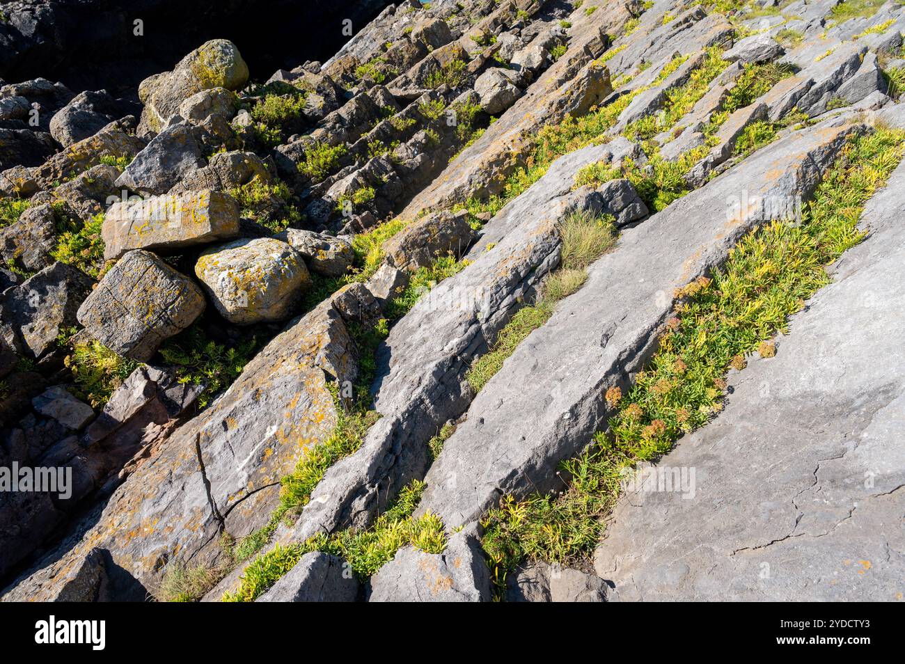 Rock samphire (Crithmum maritimum) growing on Carboniferous limestone ...