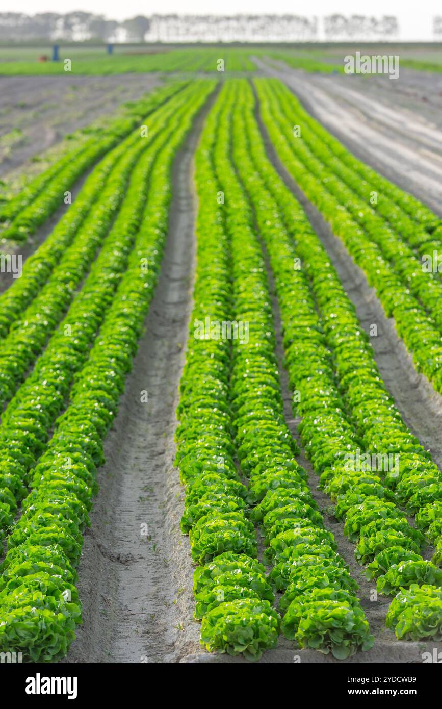 Cultivated field: fresh green salad bed rows Stock Photo - Alamy