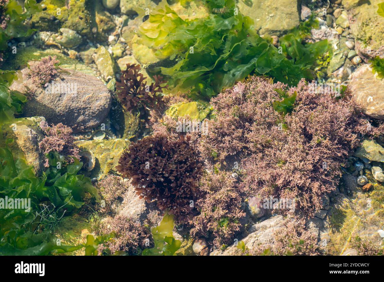 Marine algae growing in intertidal rockpool on Worms head causeway ...