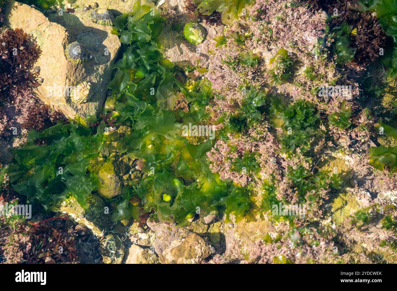 Marine algae growing in intertidal rockpool on Worms head causeway ...