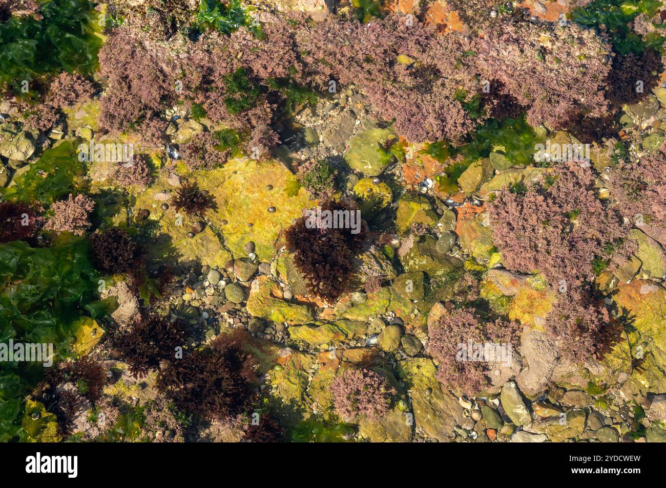 Marine algae growing in intertidal rockpool on Worms head causeway ...