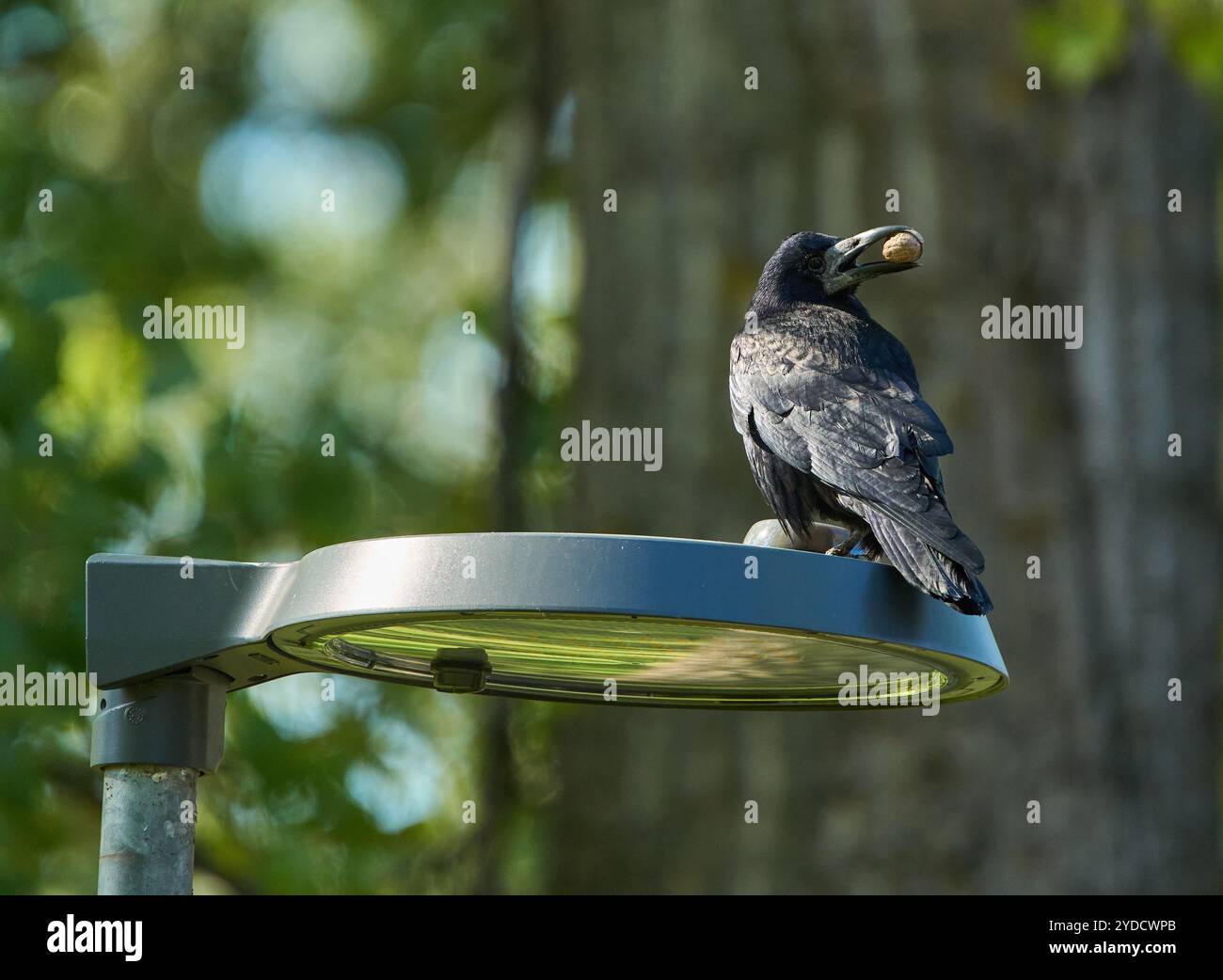 A crow holding an walnut in its beak, standing on a lamp post in a park ...