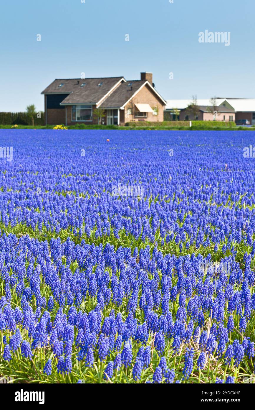 Muscari field hi-res stock photography and images - Alamy