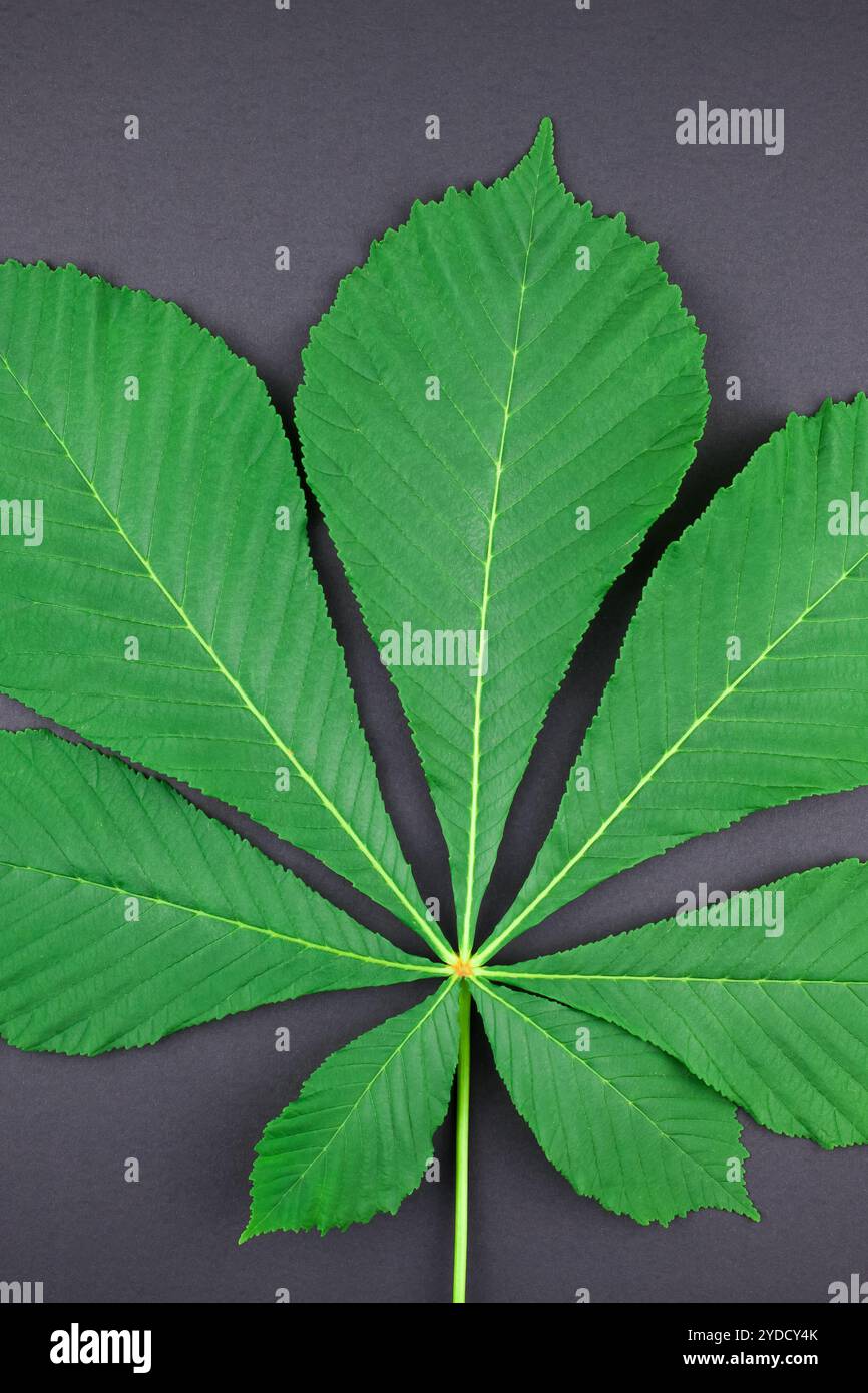 Organic plant pattern hi-res stock photography and images - Alamy