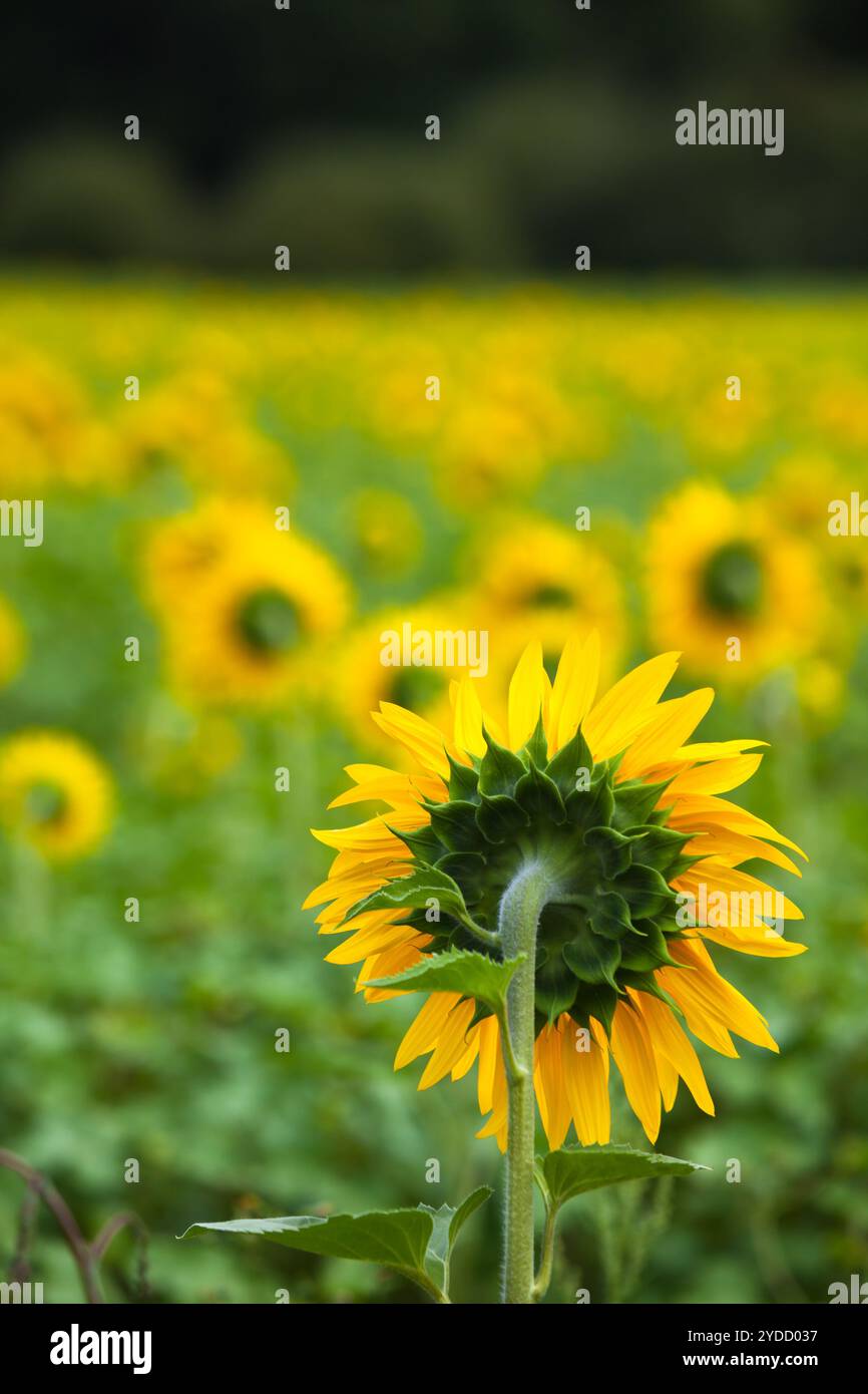 Outdoor field scenery hi-res stock photography and images - Alamy