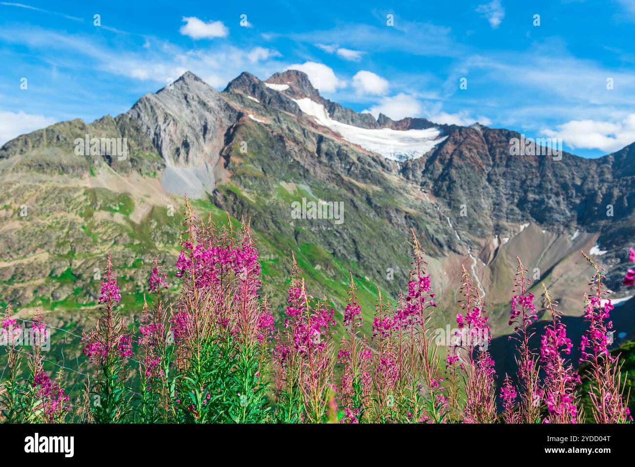 Swiss Apls with wild pink flowers Stock Photo - Alamy