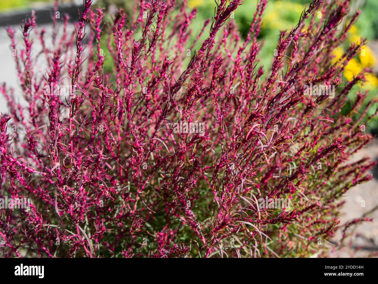 Kochia plant or bassia scoparia close up growing in russian far east ...