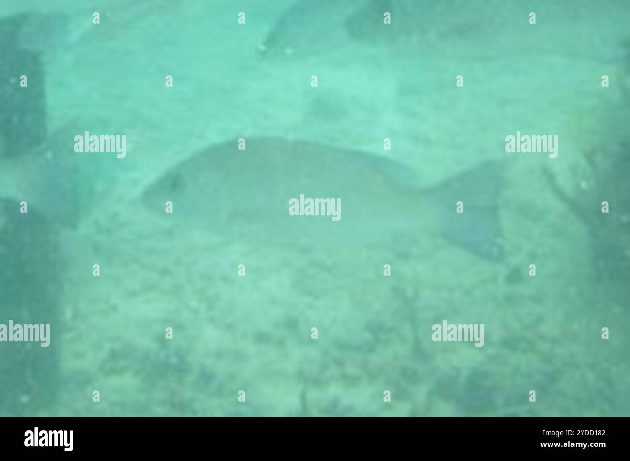 Gray Snapper (Lutjanus griseus Stock Photo - Alamy