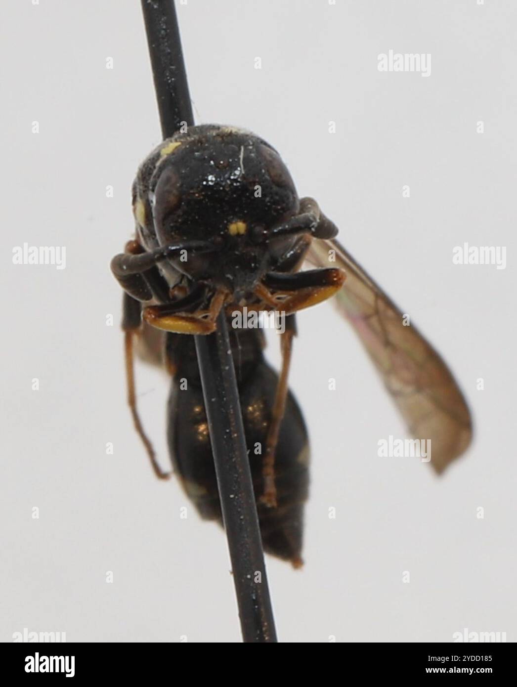 Canadian Potter Wasp (Symmorphus canadensis Stock Photo - Alamy