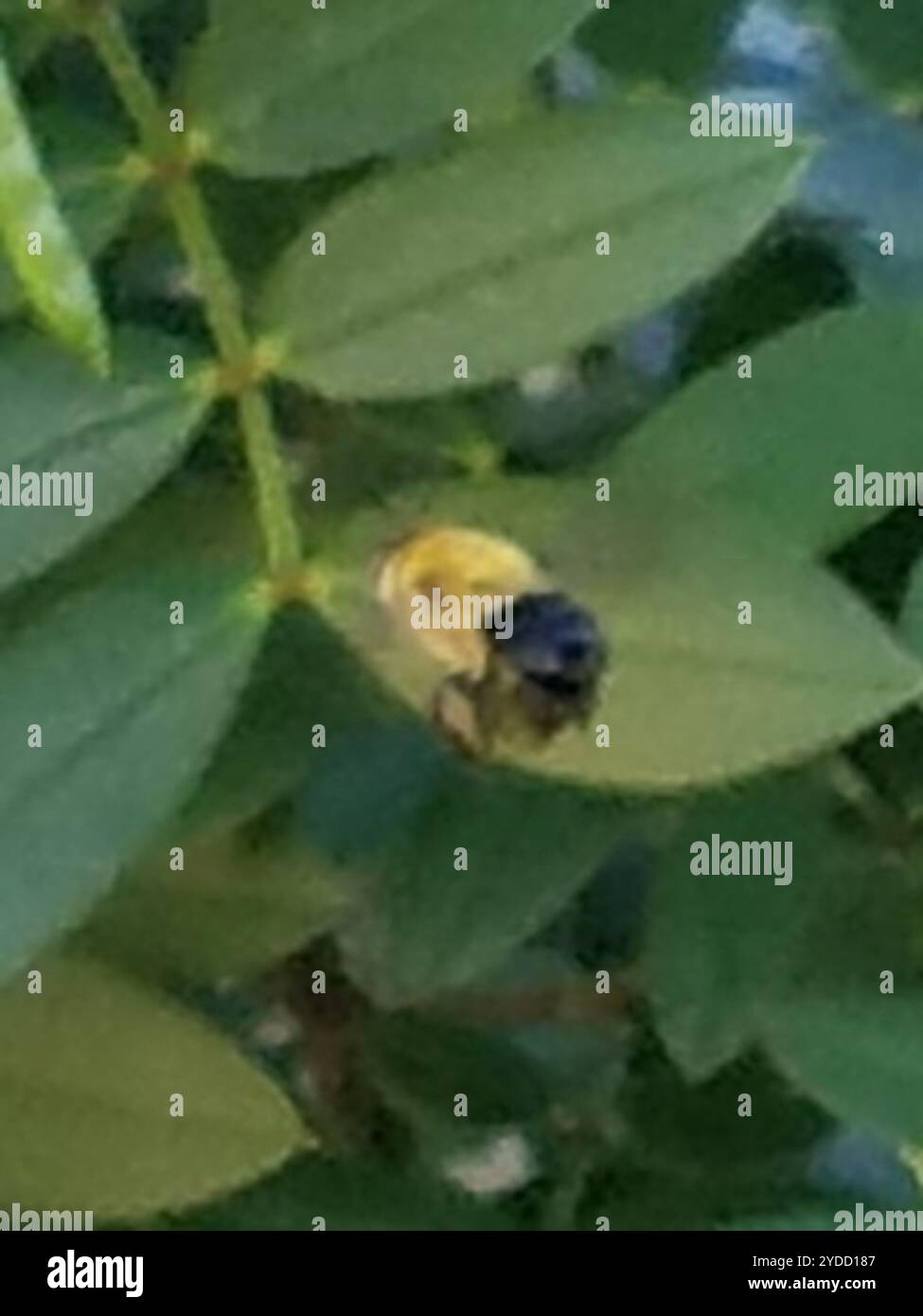 Shining Oil-digger Bee (Centris nitida Stock Photo - Alamy