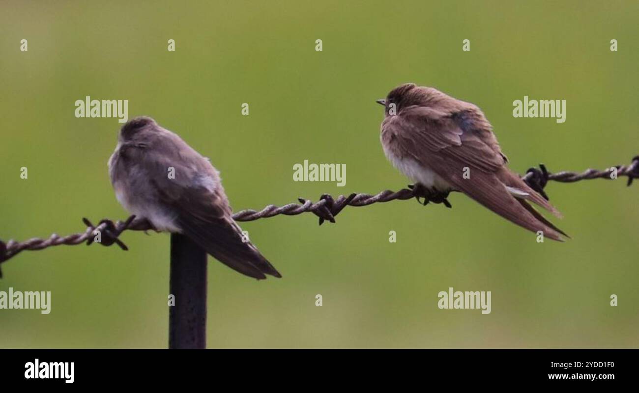 Neophedina cincta hi-res stock photography and images - Alamy