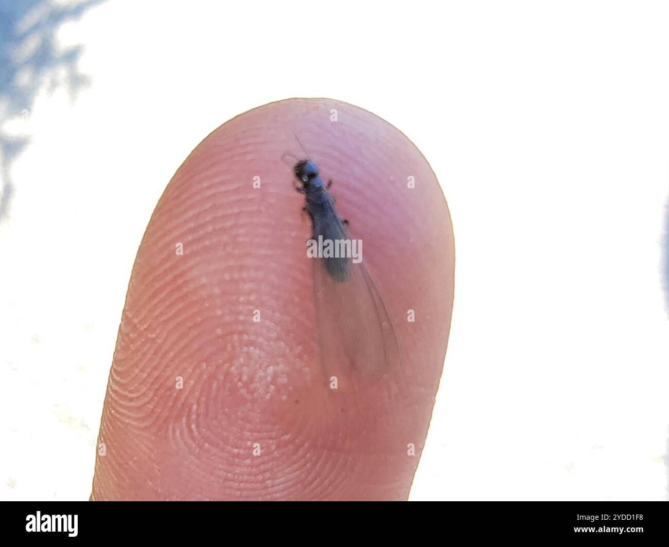 Western Subterranean Termite (Reticulitermes hesperus Stock Photo - Alamy