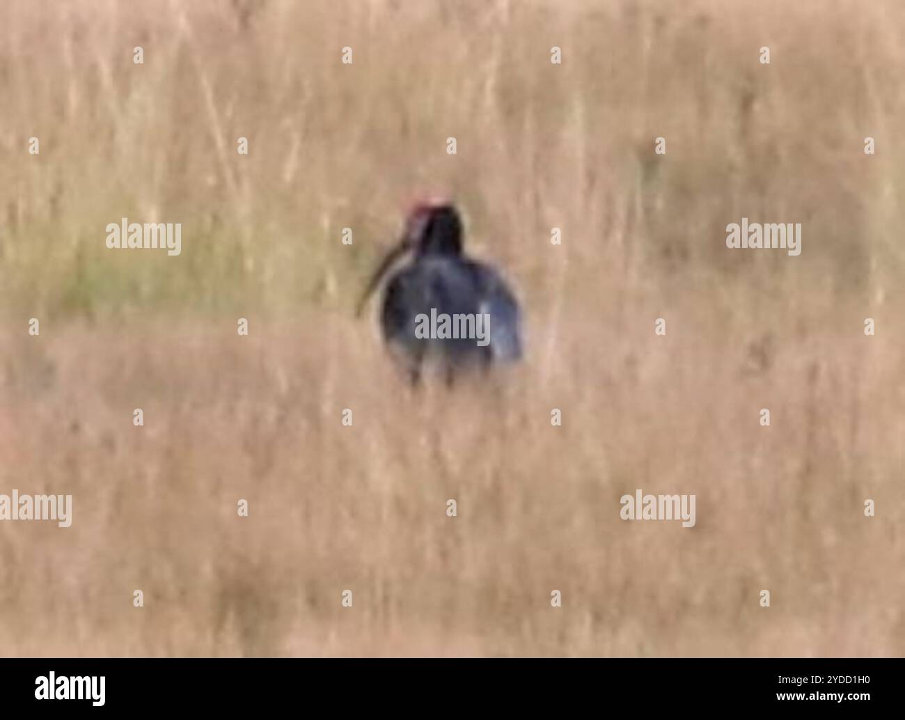 Southern Bald Ibis (Geronticus calvus Stock Photo - Alamy