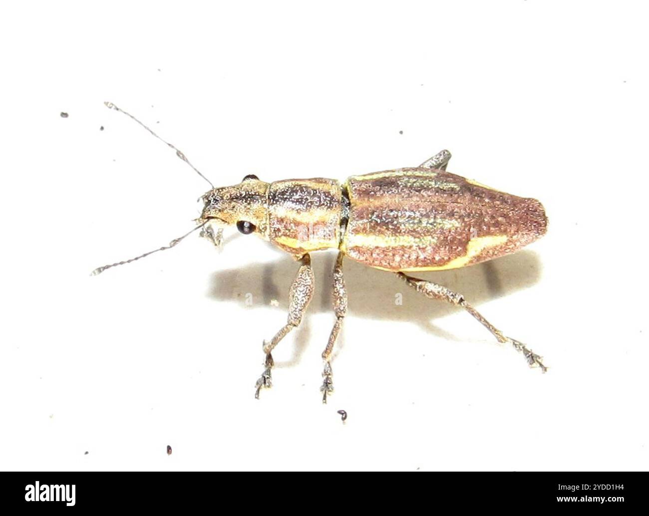 Navicularis hi-res stock photography and images - Alamy