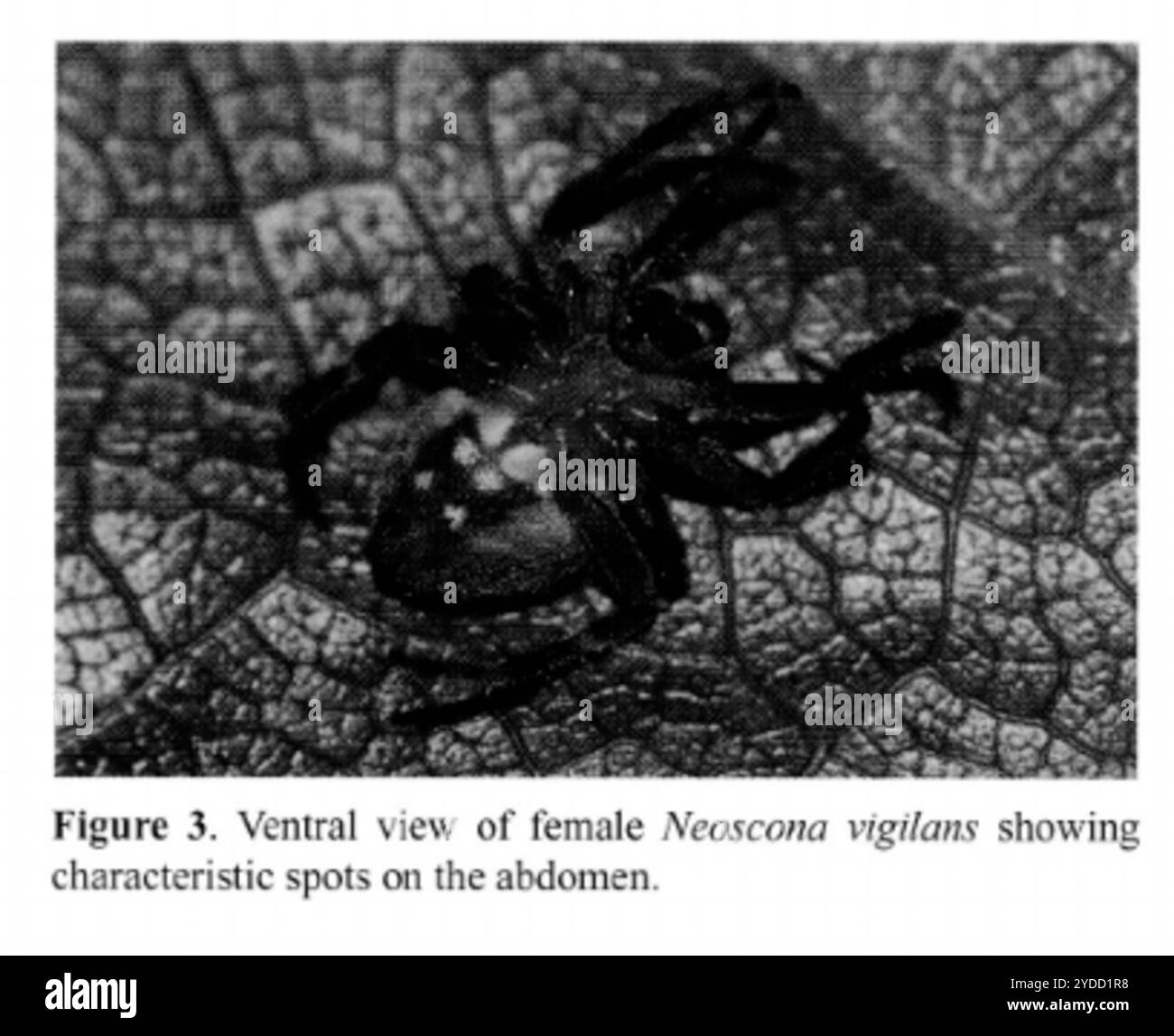 Neoscona vigilans hi-res stock photography and images - Alamy