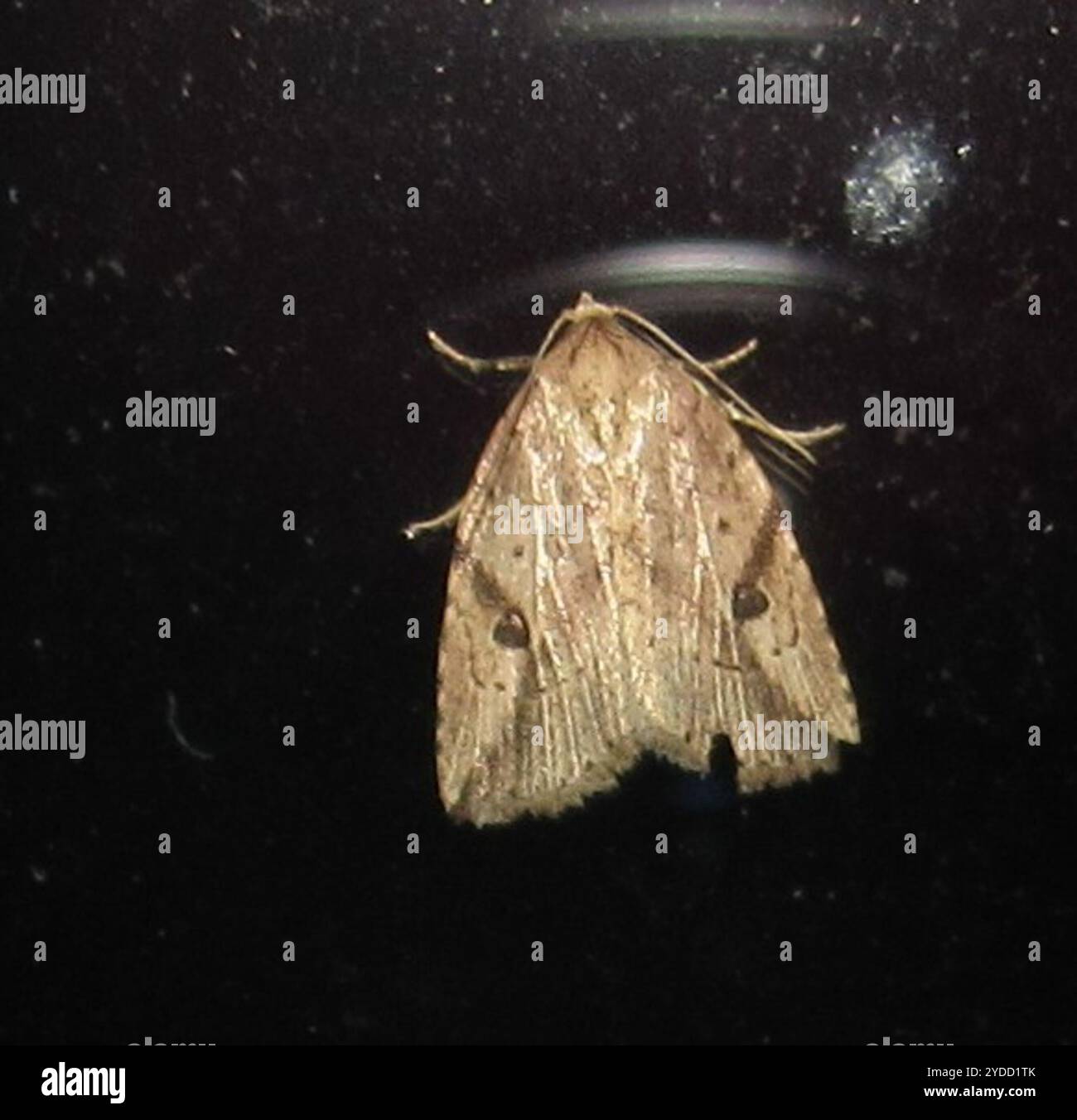 Owlet Moths and Allies (Noctuoidea Stock Photo - Alamy