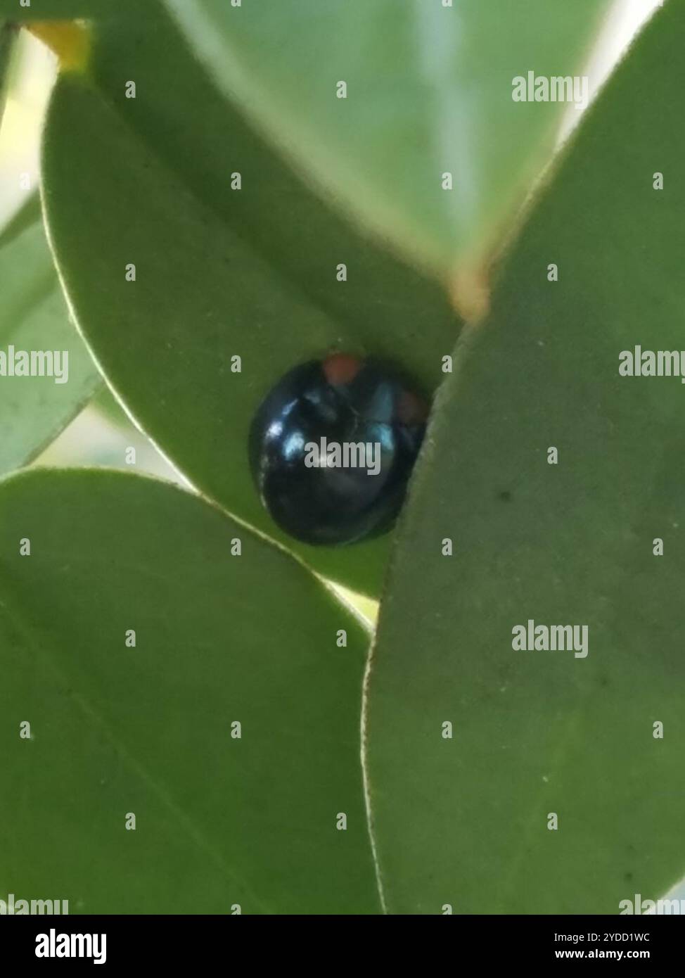 Metallic Blue Lady Beetle (Curinus coeruleus Stock Photo - Alamy
