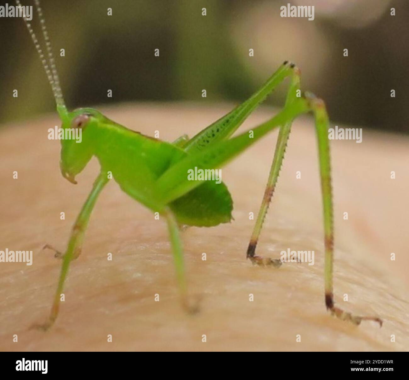 Australian Common Garden Katydid (Caedicia simplex Stock Photo - Alamy