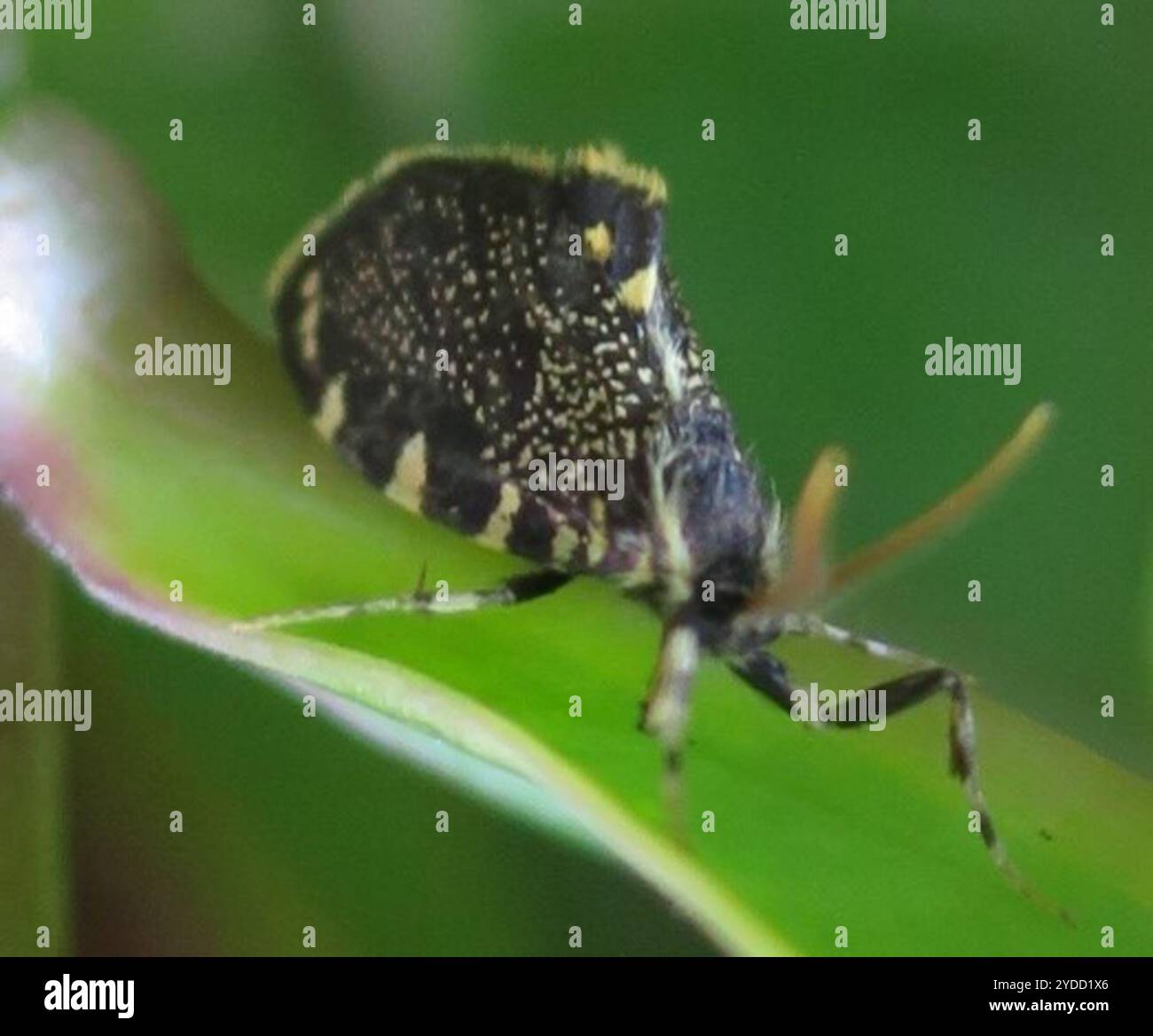 Australian bag moth hi-res stock photography and images - Alamy