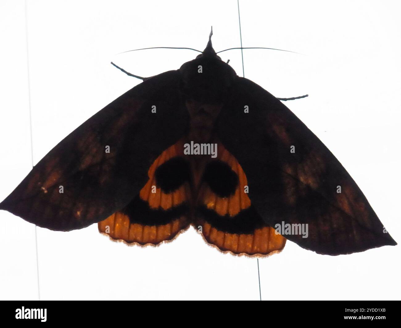 Fruit piercing moth hi-res stock photography and images - Alamy