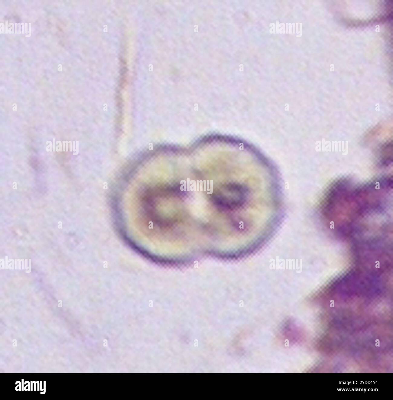 Cosmarium hi-res stock photography and images - Alamy