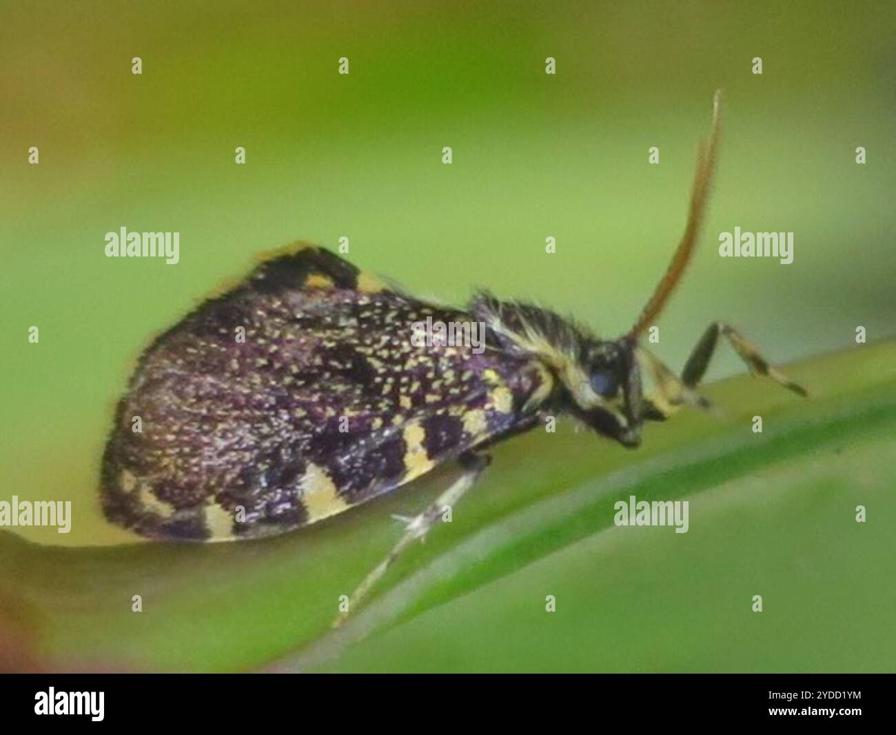 Australian bag moth hi-res stock photography and images - Alamy