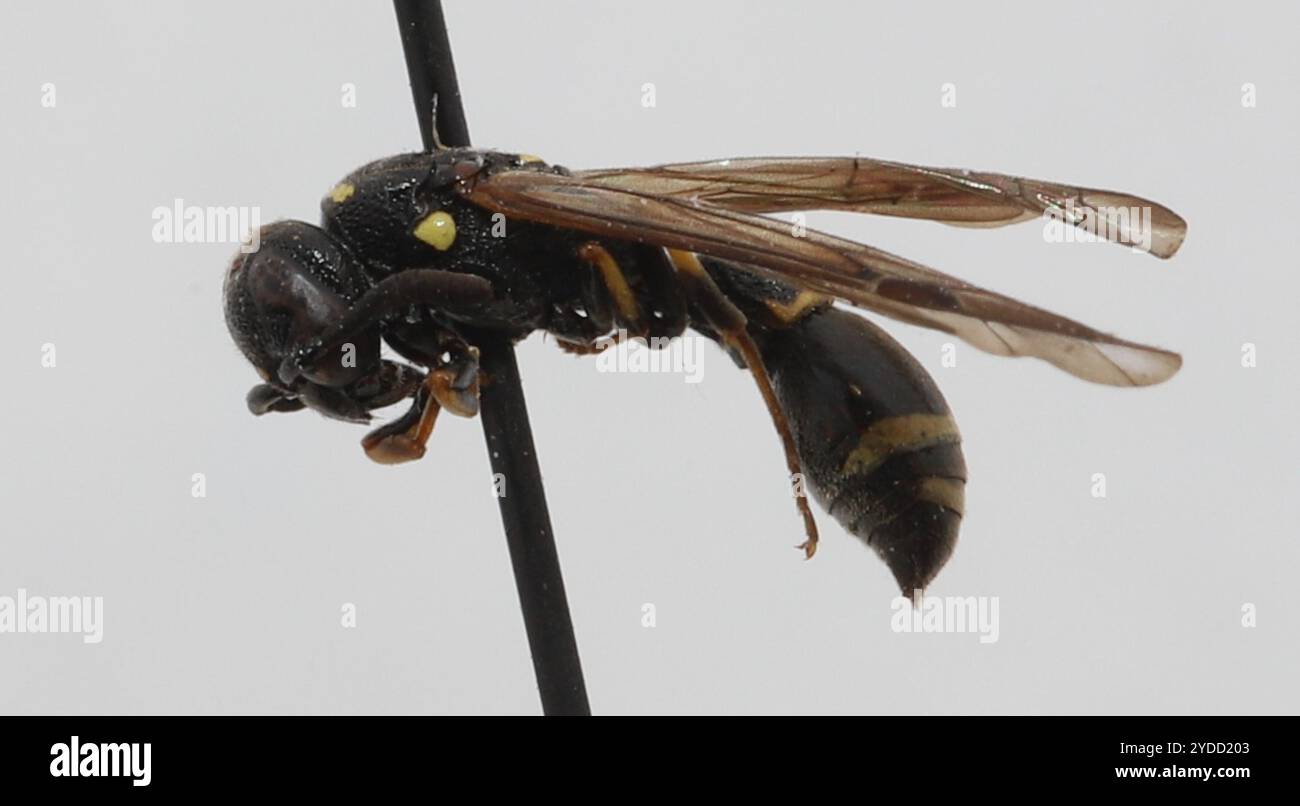 Canadian Potter Wasp (Symmorphus canadensis Stock Photo - Alamy