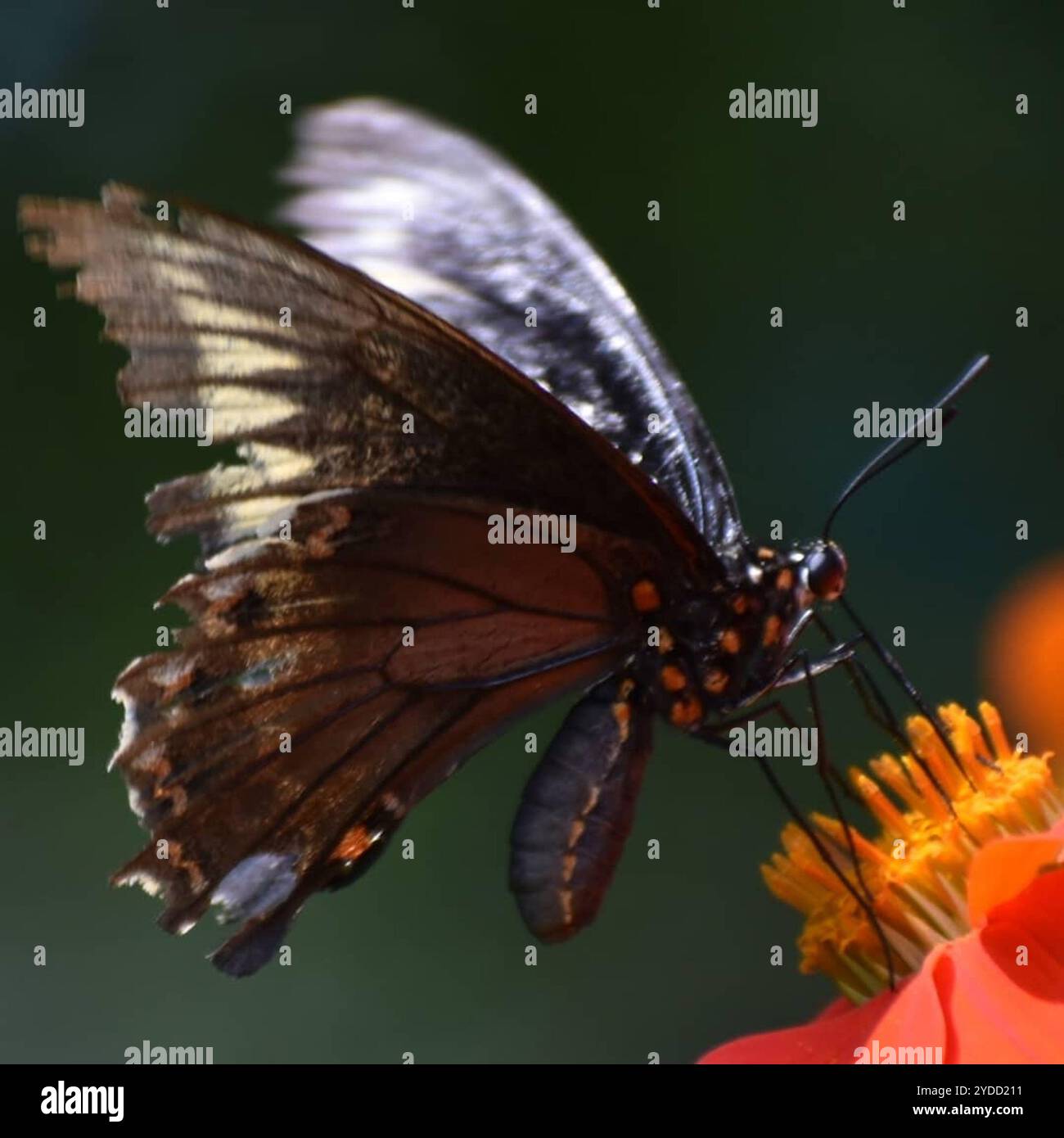 Polydamas Swallowtail (Battus polydamas Stock Photo - Alamy