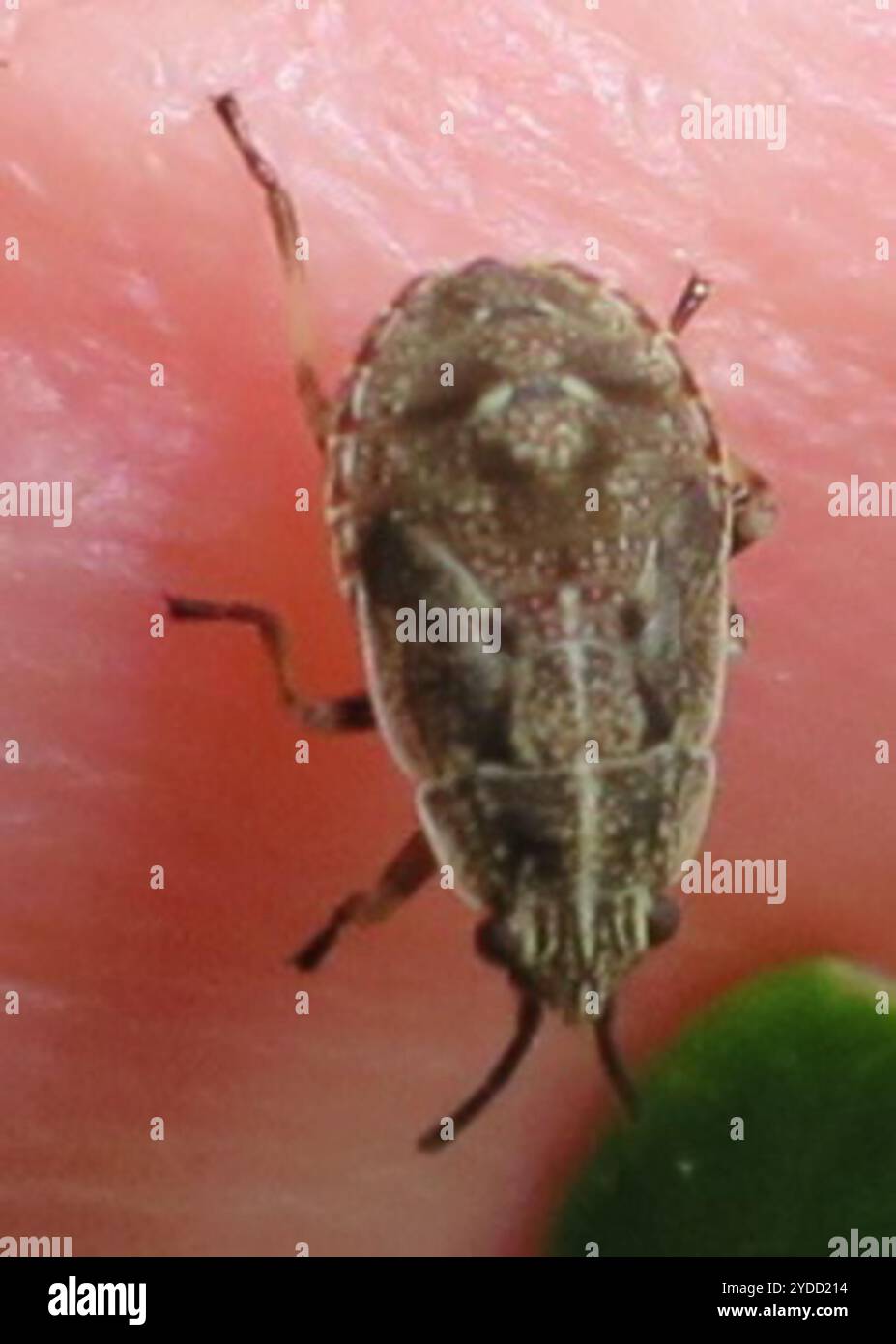 False chinch bugs (Nysius Stock Photo - Alamy