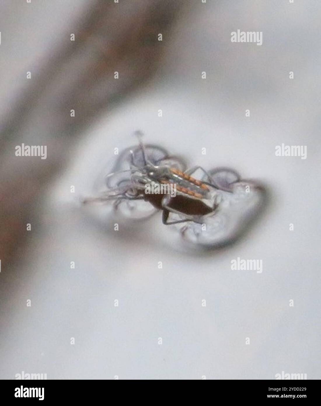 Water Crickets (Velia Stock Photo - Alamy