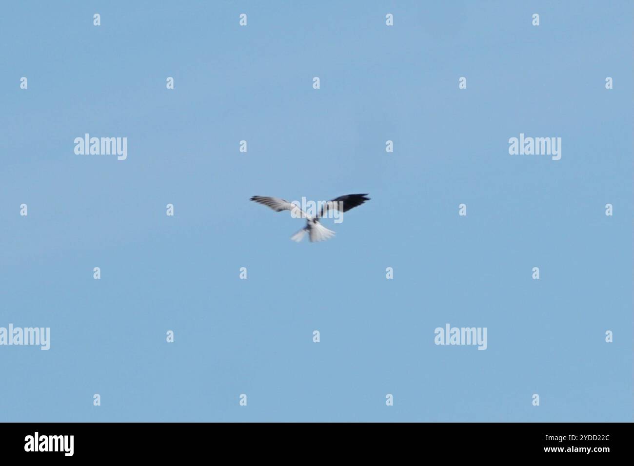 White-tailed Kite (Elanus leucurus Stock Photo - Alamy