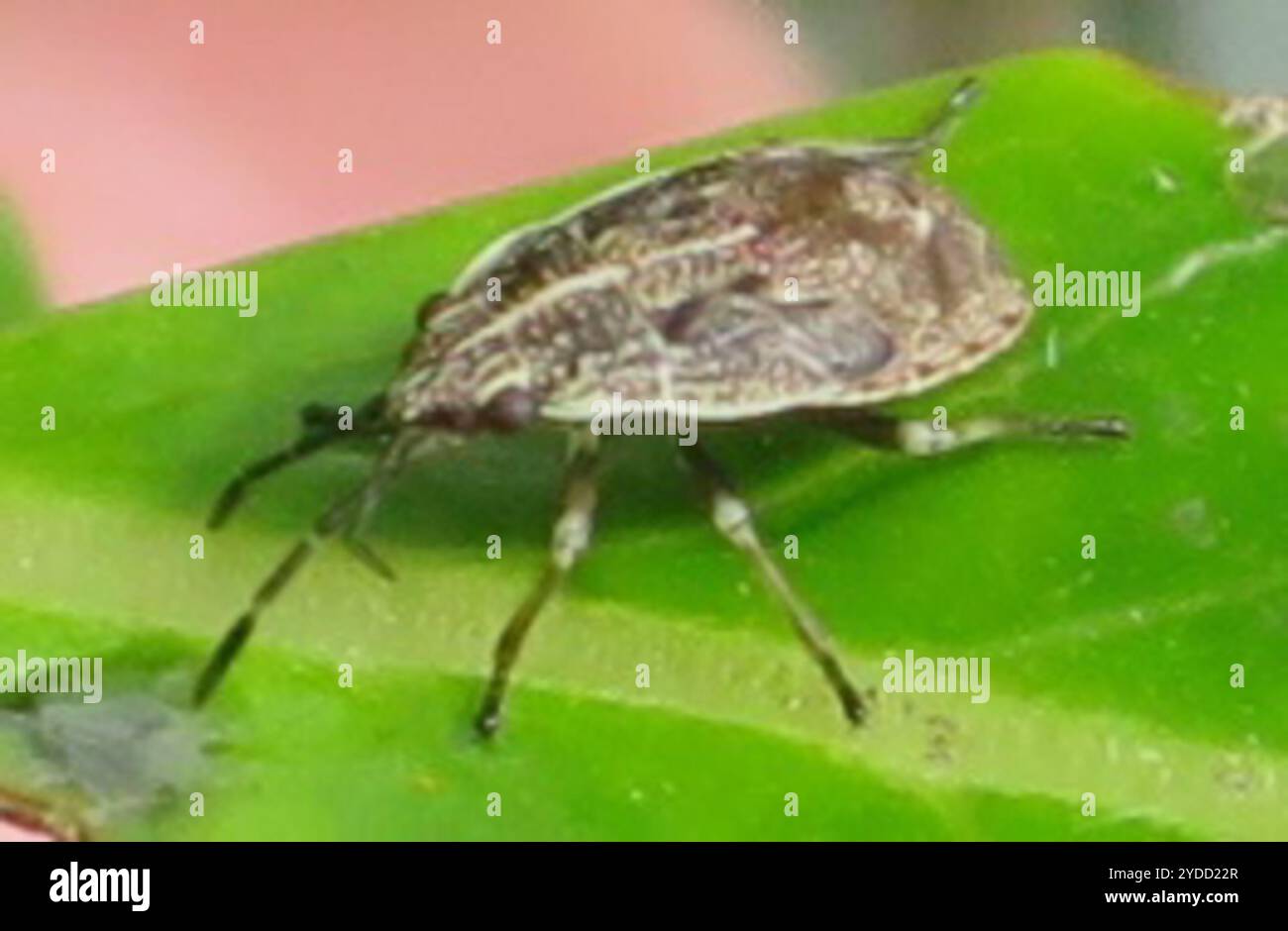 False chinch bugs (Nysius Stock Photo - Alamy