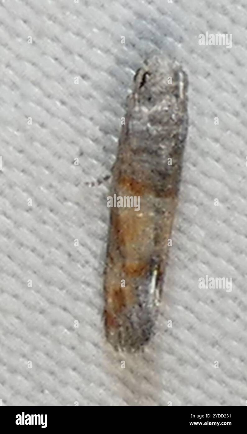 Rhyacionia hi-res stock photography and images - Alamy